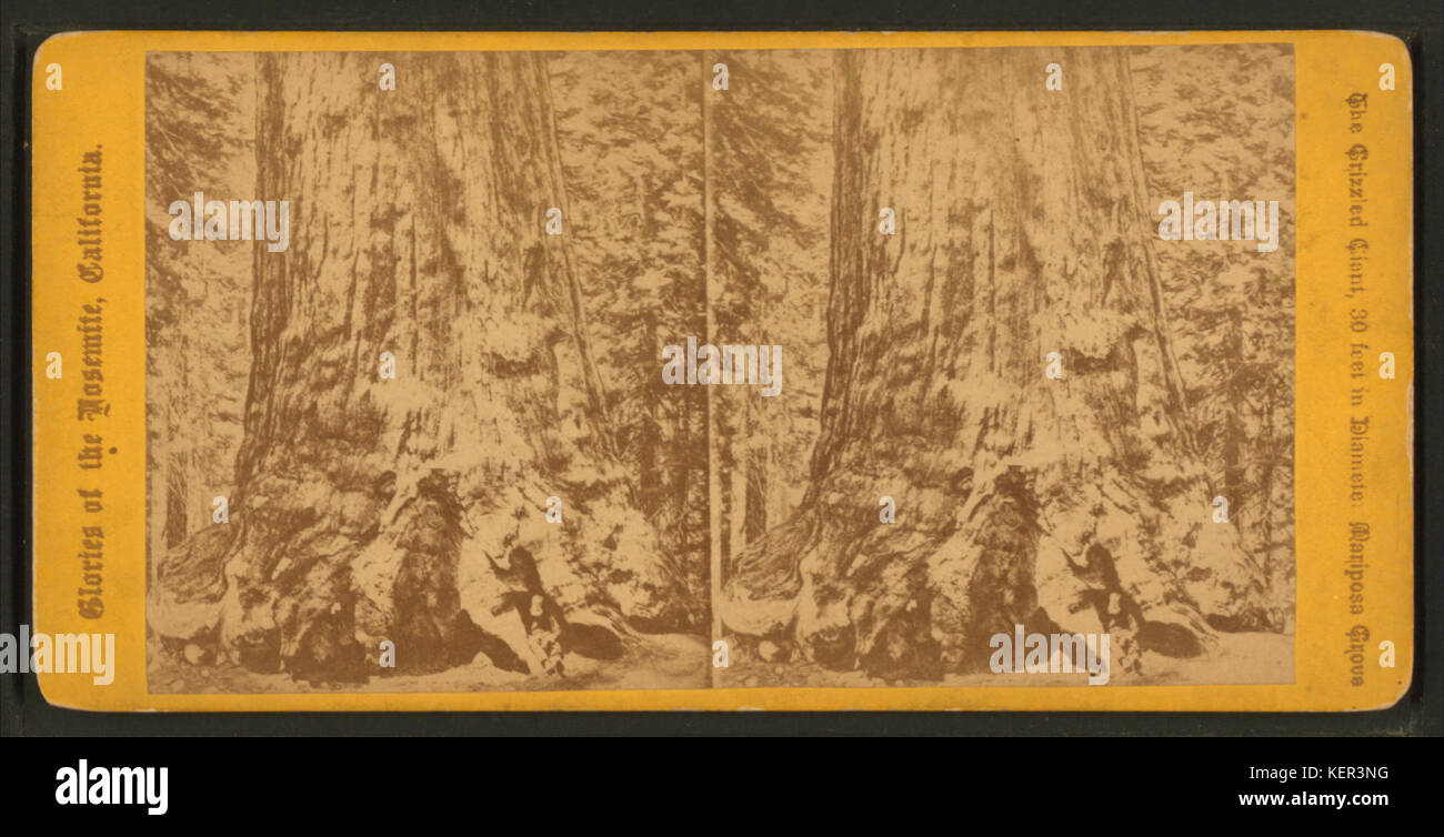 The Grizzled Giant, 30 feet Diameter, Mariposa Grove, by E. & H.T ...
