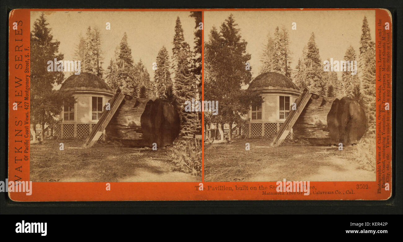 The Pavillion, built on the Stump of a Tree,Mammoth Grove, Calaveras Co ...