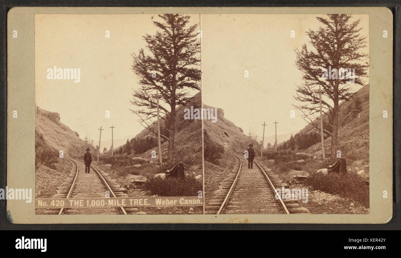 The 1000 mile tree, Weber Canon, by Weitfle, Charles, 1836 1921 Stock ...