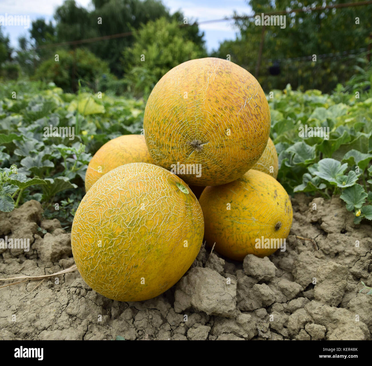 Melons, plucked from the garden, lay together on the ground. Ripe melon ...