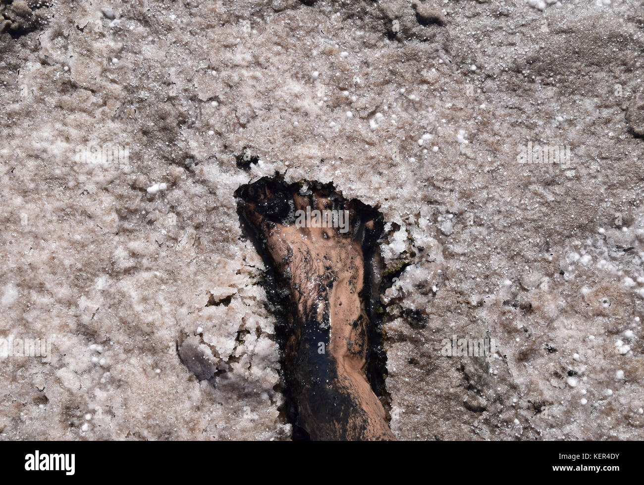Human foot in the mud and salt lake brine. Therapeutic mud and salt ...