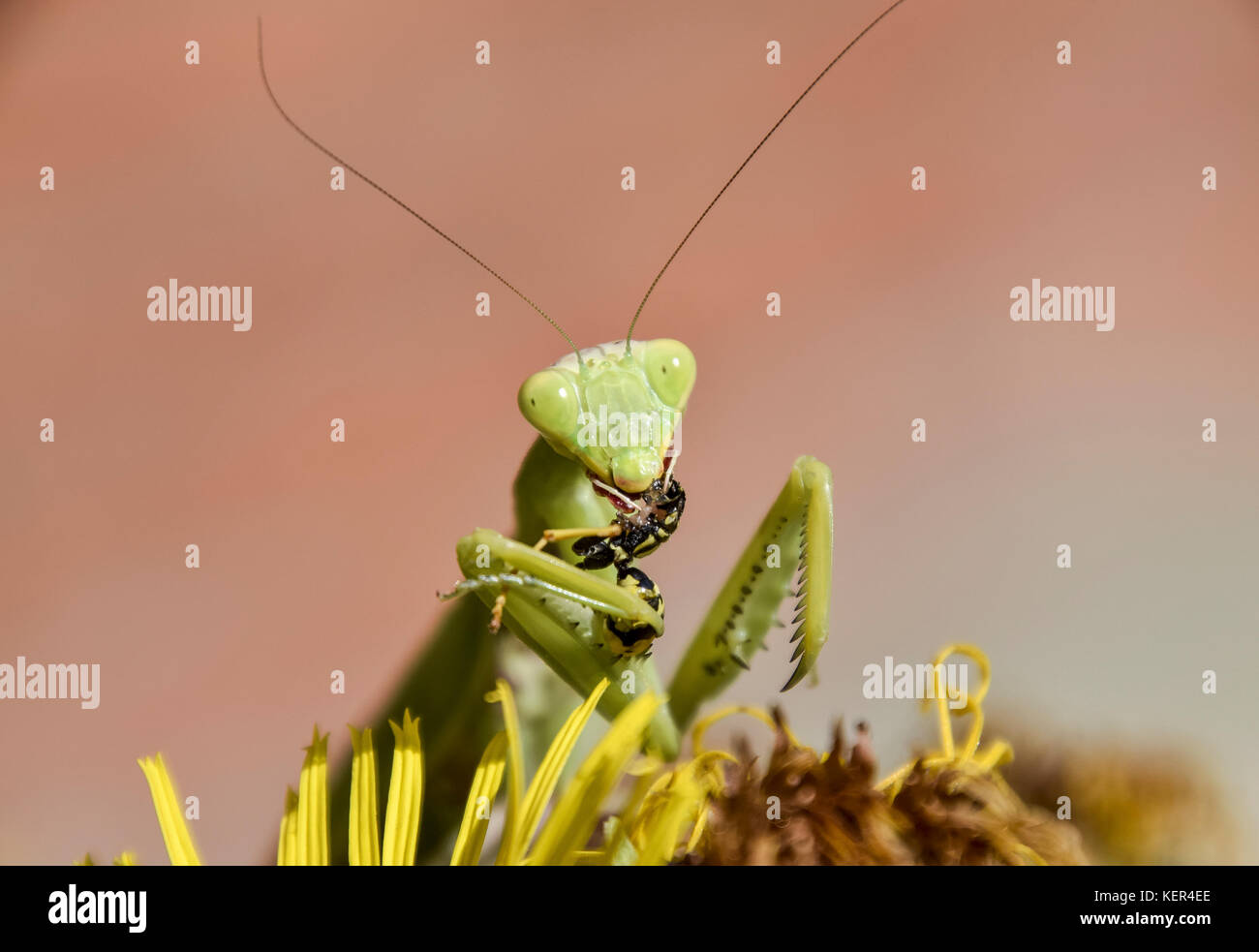 The female praying mantis devouring wasp. The female mantis religios ...