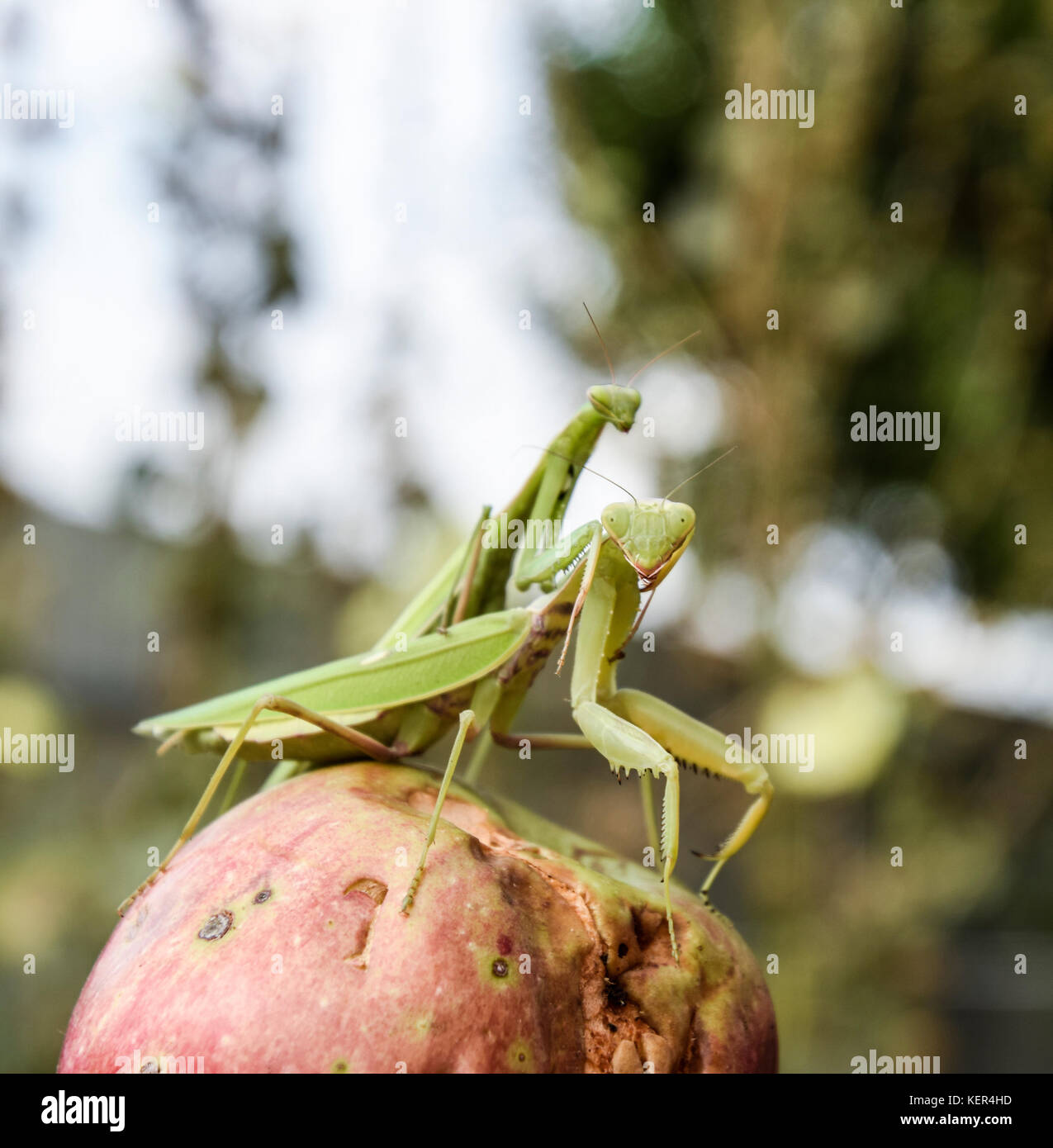 Chinese mantises hi-res stock photography and images - Alamy