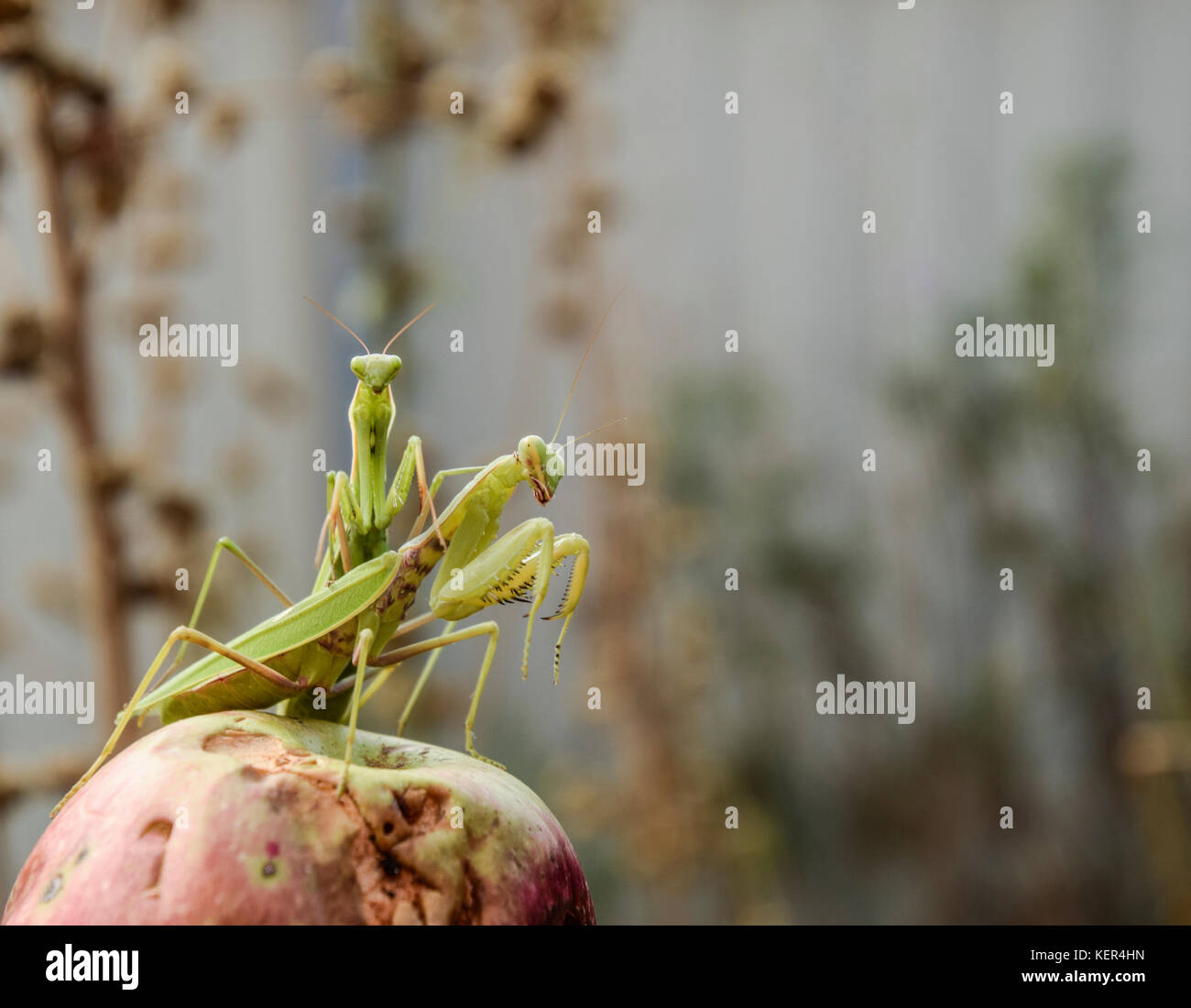 Mantis on a red background. Mating mantises. Mantis insect predator ...