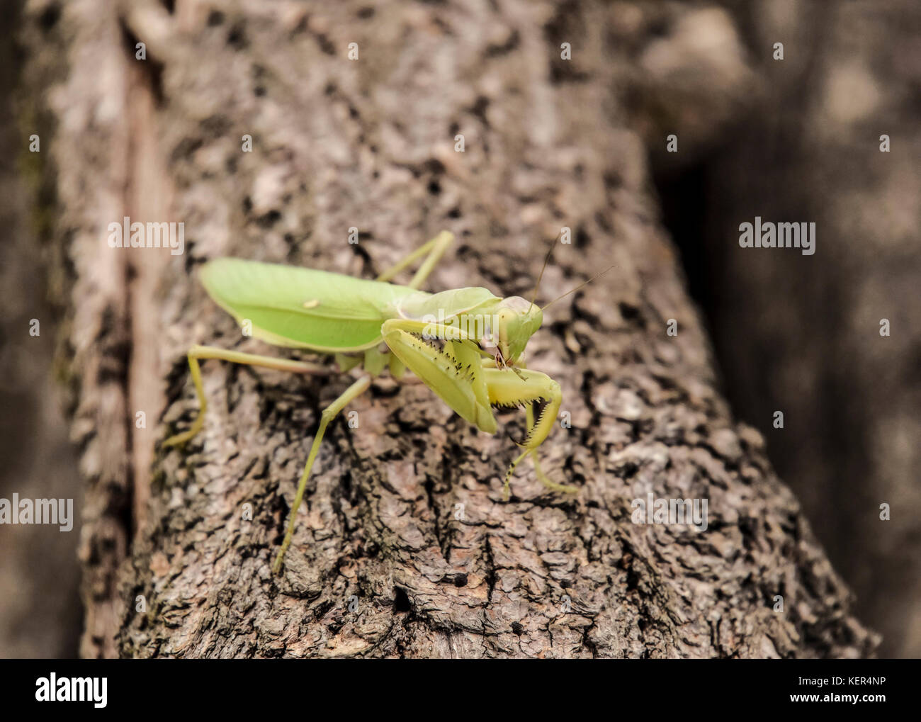 Mantis on a log acacia. Mantis looking at the camera. Mantis insect ...