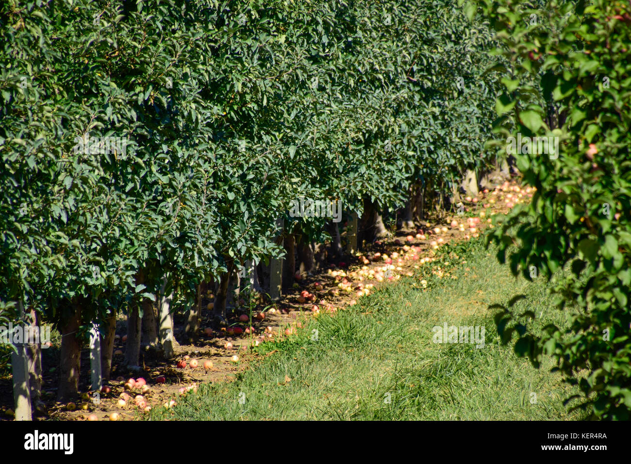 Apple orchard. Rows of trees and the fruit of the ground under the ...