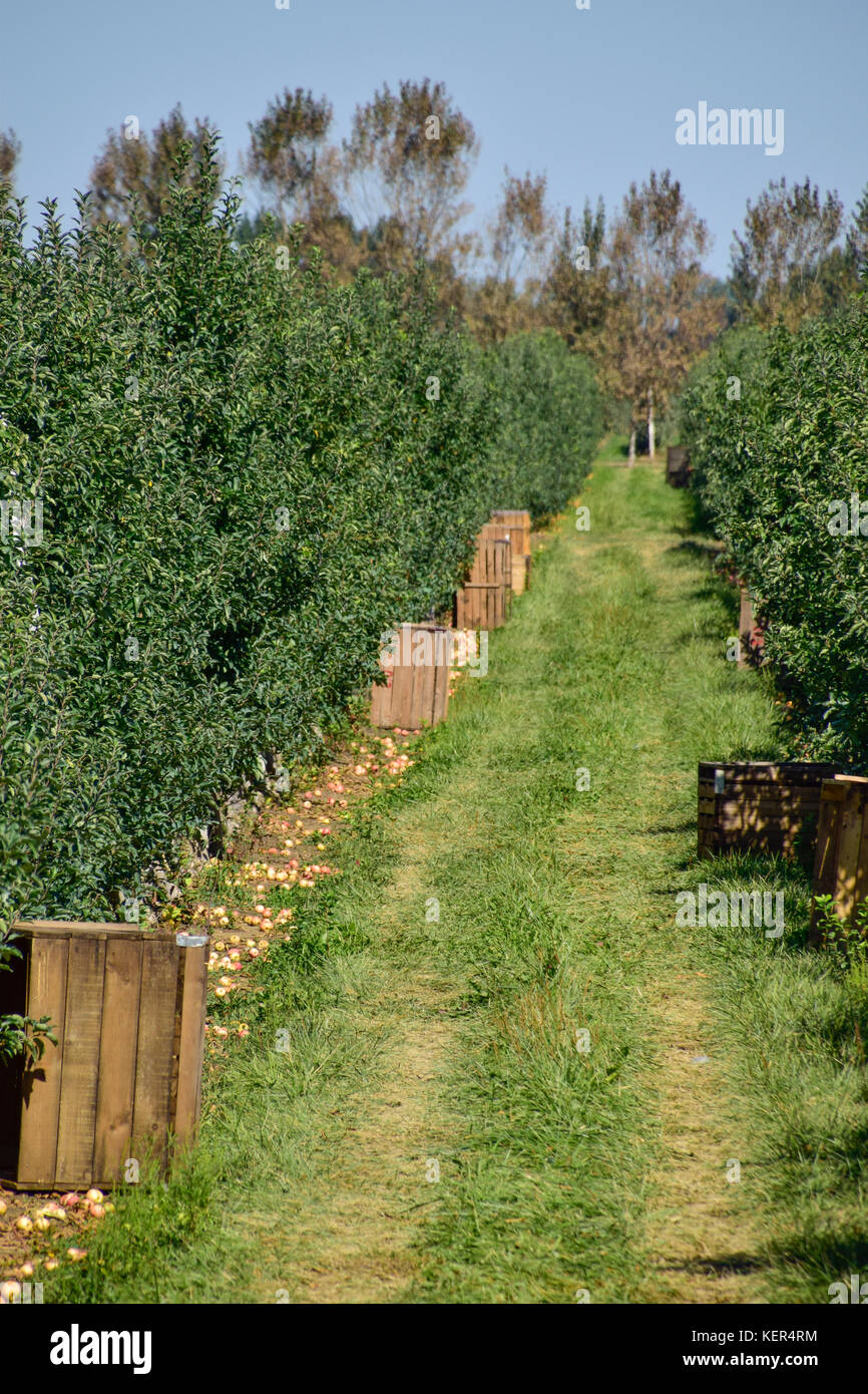 Apple orchard. Rows of trees and the fruit of the ground under the ...