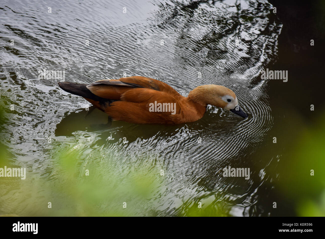 duck in the lake of sindi bad casablanca morocco Stock Photo - Alamy