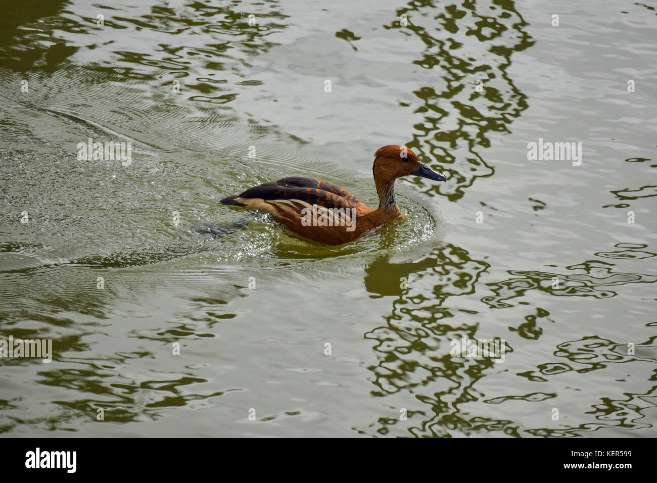 duck in the lake of sindi bad casablanca morocco Stock Photo - Alamy