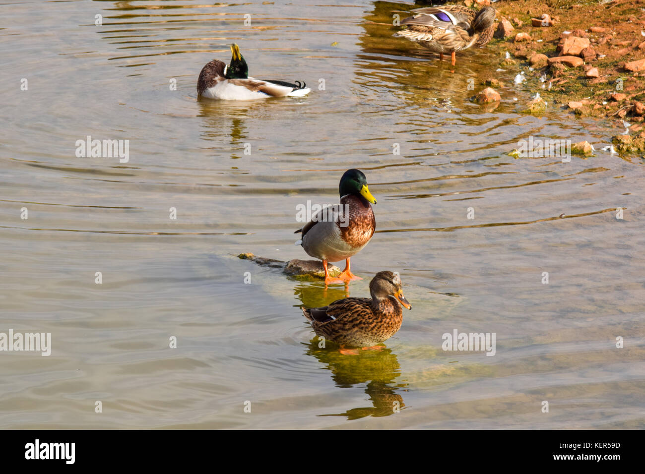 duck in the lake of sindi bad casablanca morocco Stock Photo - Alamy