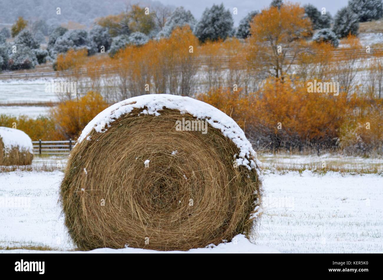 High quality fodder hi-res stock photography and images - Alamy