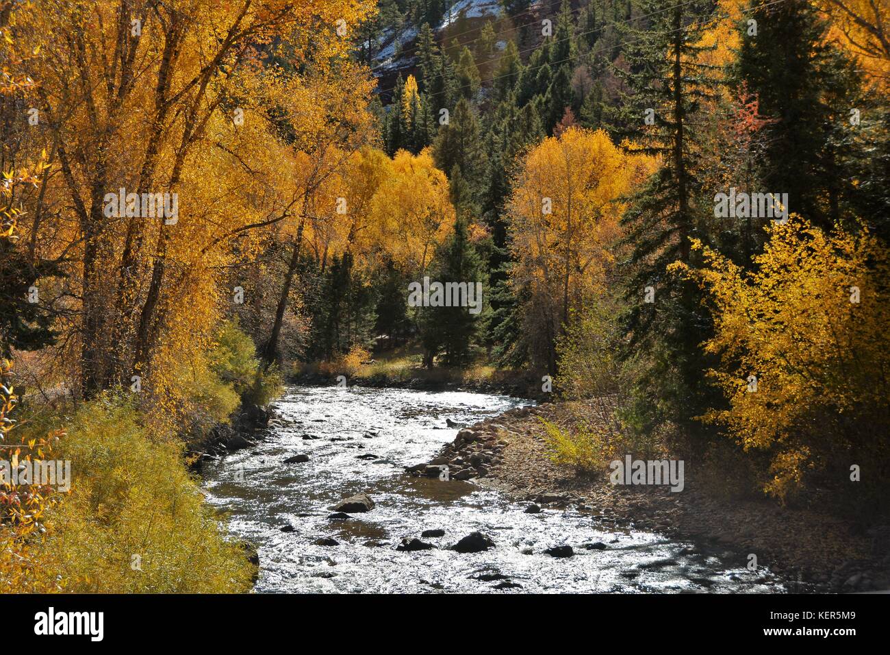 Colorado in the Fall with Golden Aspen Trees Stock Photo - Alamy