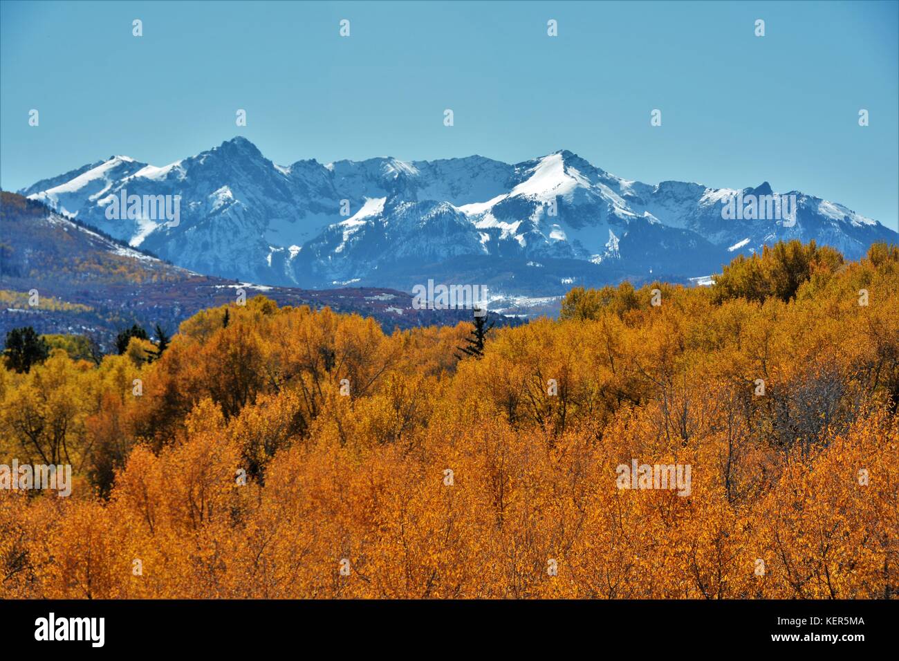 Colorado in the Fall with Golden Aspen Trees Stock Photo - Alamy