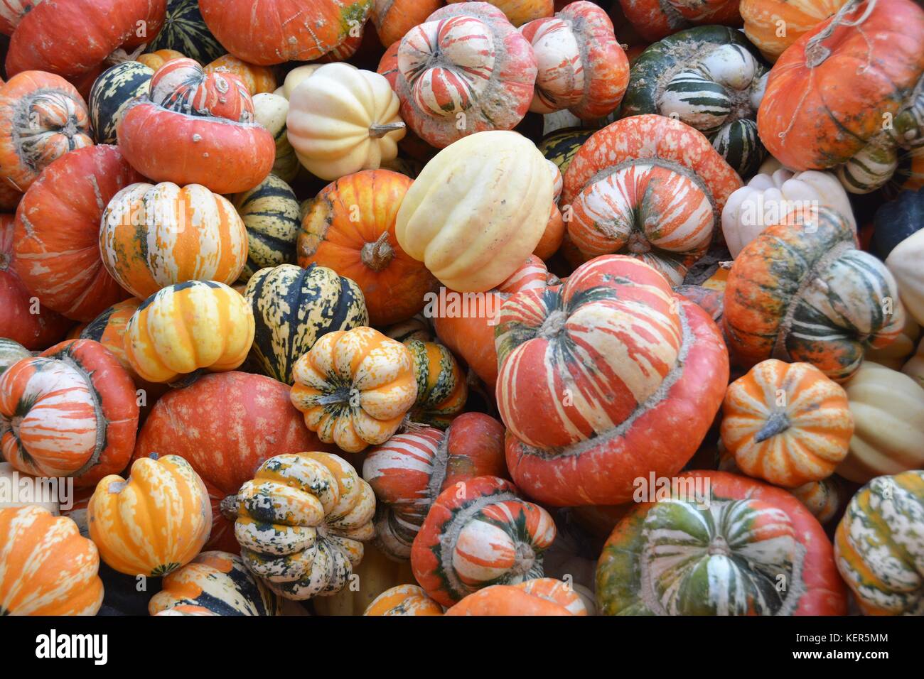 Smooth pumpkins hi-res stock photography and images - Alamy