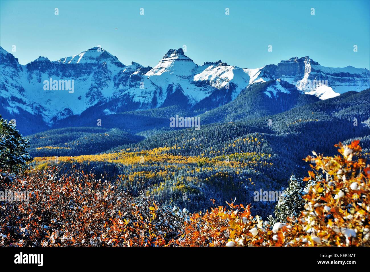 Colorado in the Fall with Golden Aspen Trees Stock Photo - Alamy