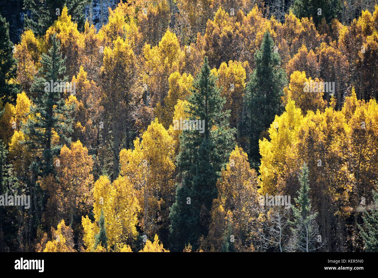 Colorado in the Fall with Golden Aspen Trees Stock Photo - Alamy