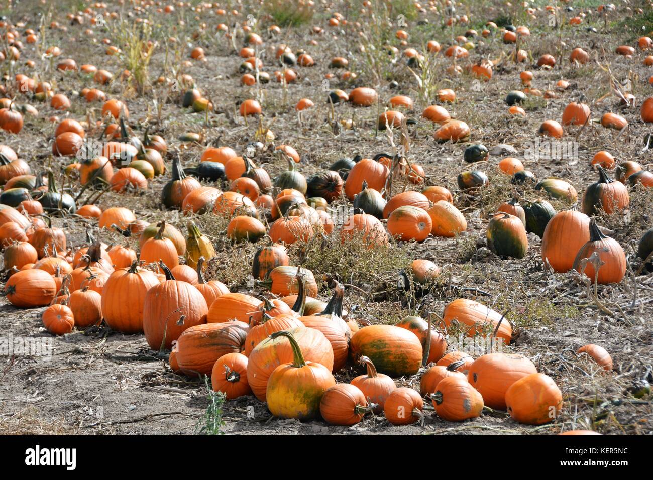 Fields of pumpkins hi-res stock photography and images - Alamy