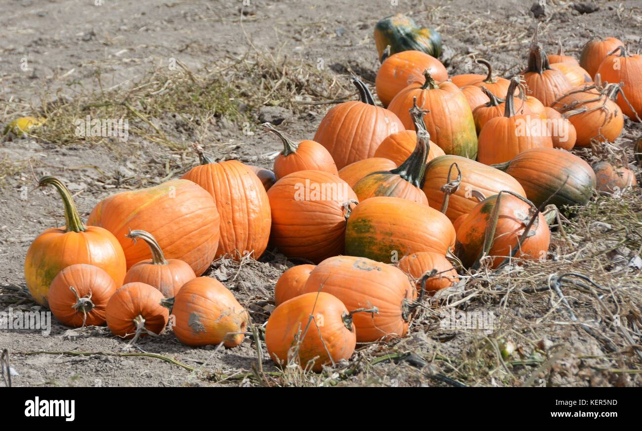 Fields of pumpkins hi-res stock photography and images - Alamy