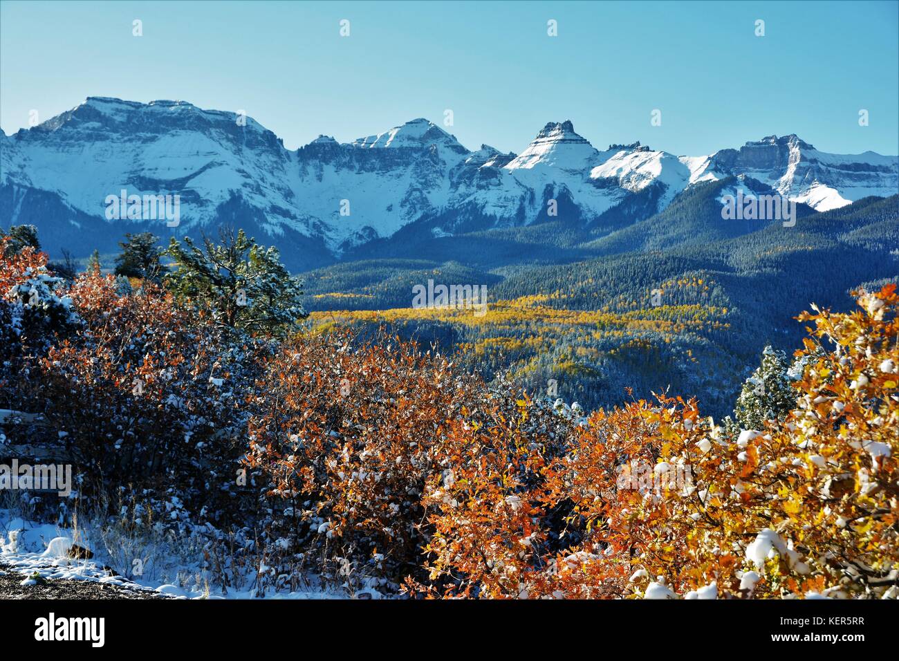 Colorado in the Fall with Golden Aspen Trees Stock Photo - Alamy