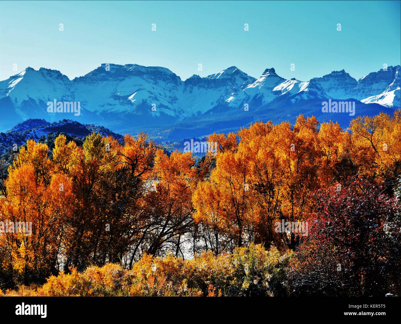 Colorado in the Fall with Golden Aspen Trees Stock Photo - Alamy