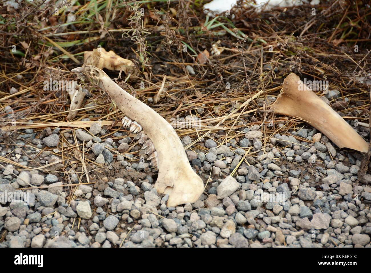 Rotting bones hi-res stock photography and images - Alamy