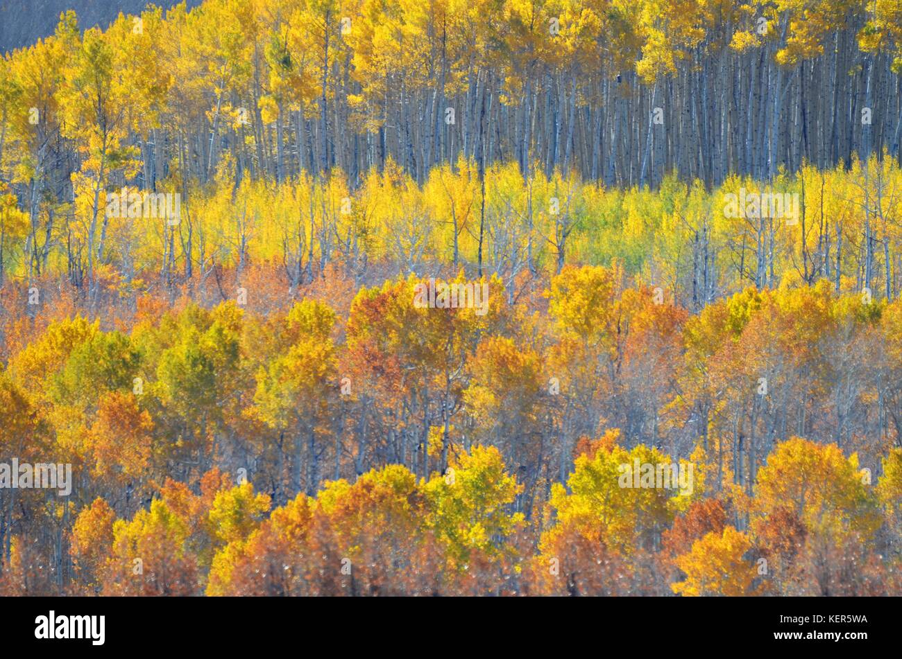 Colorado in the Fall with Golden Aspen Trees Stock Photo - Alamy
