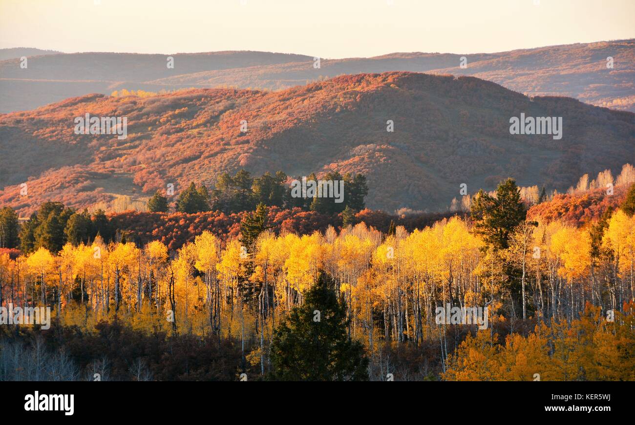 Colorado in the Fall with Golden Aspen Trees Stock Photo - Alamy