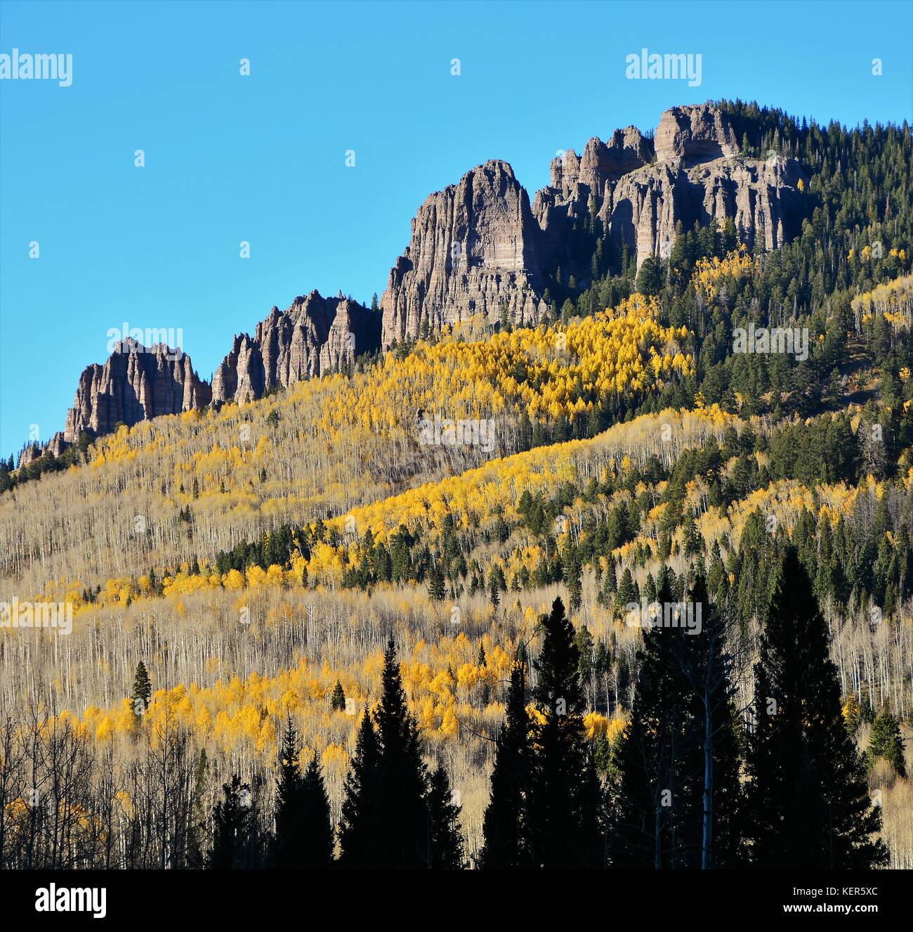 Colorado in the Fall with Golden Aspen Trees Stock Photo - Alamy