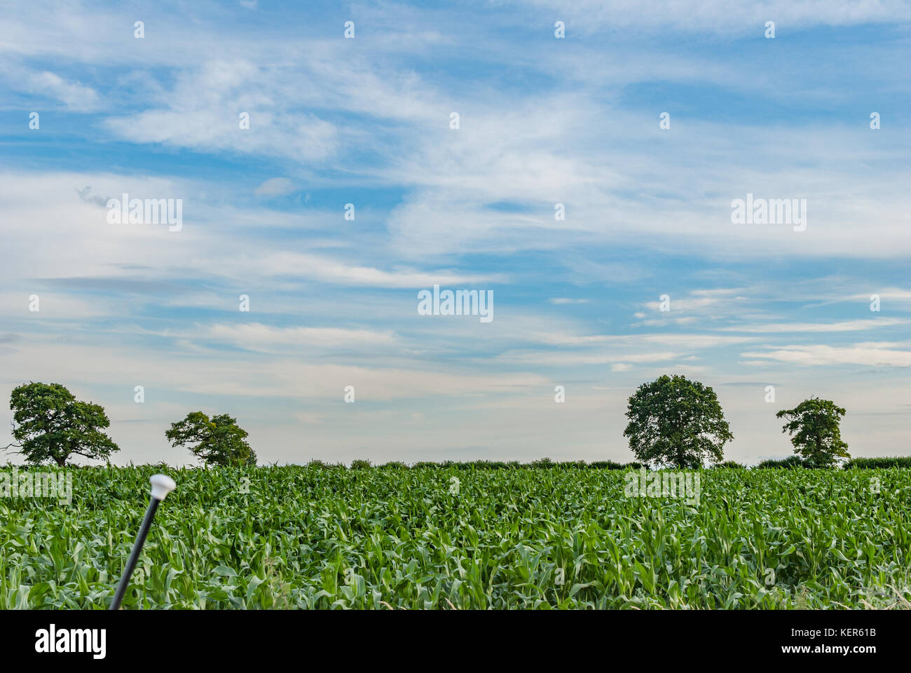 English corn field Stock Photo - Alamy