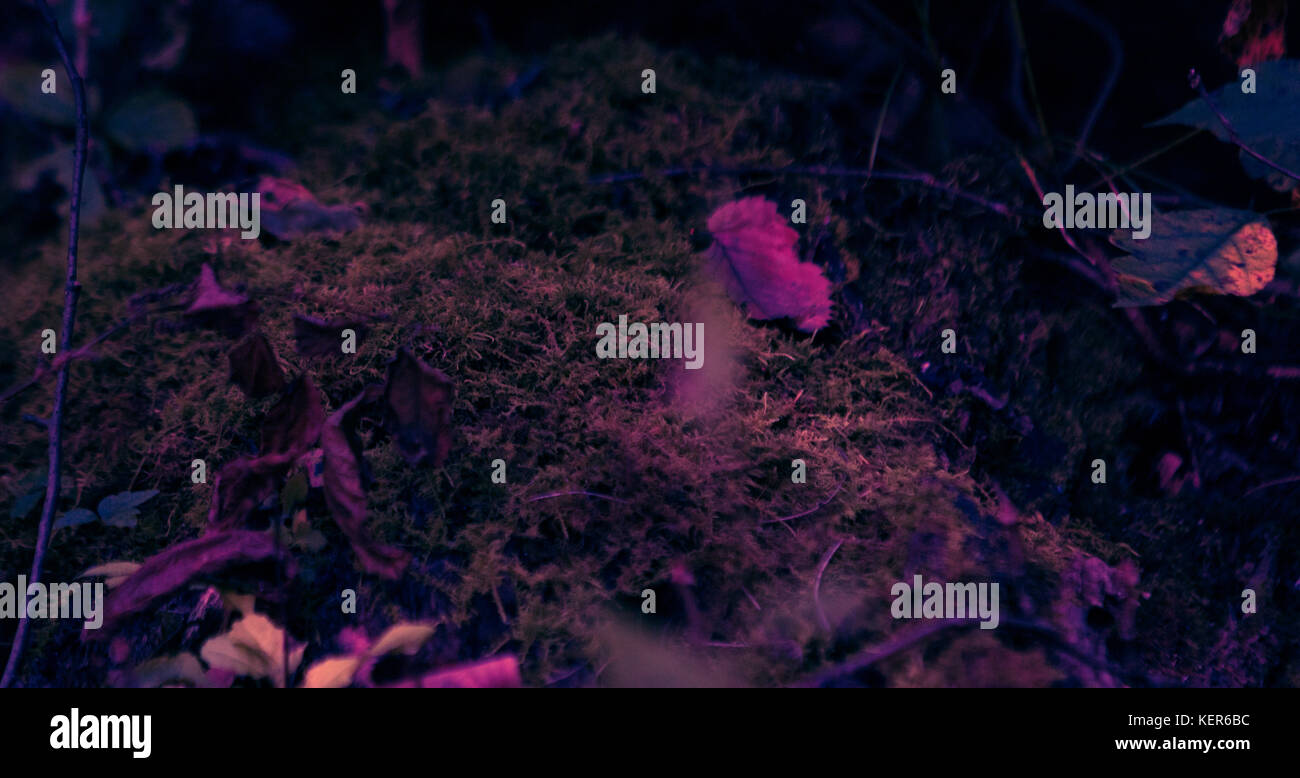 Off-colored forest scene Stock Photo - Alamy