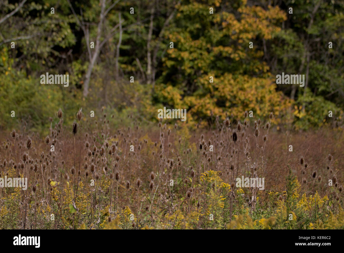 Old Milk Thistle Plants Stock Photo - Alamy