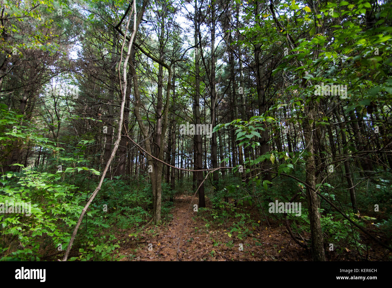 Evergreen Forest in Ohio Stock Photo - Alamy