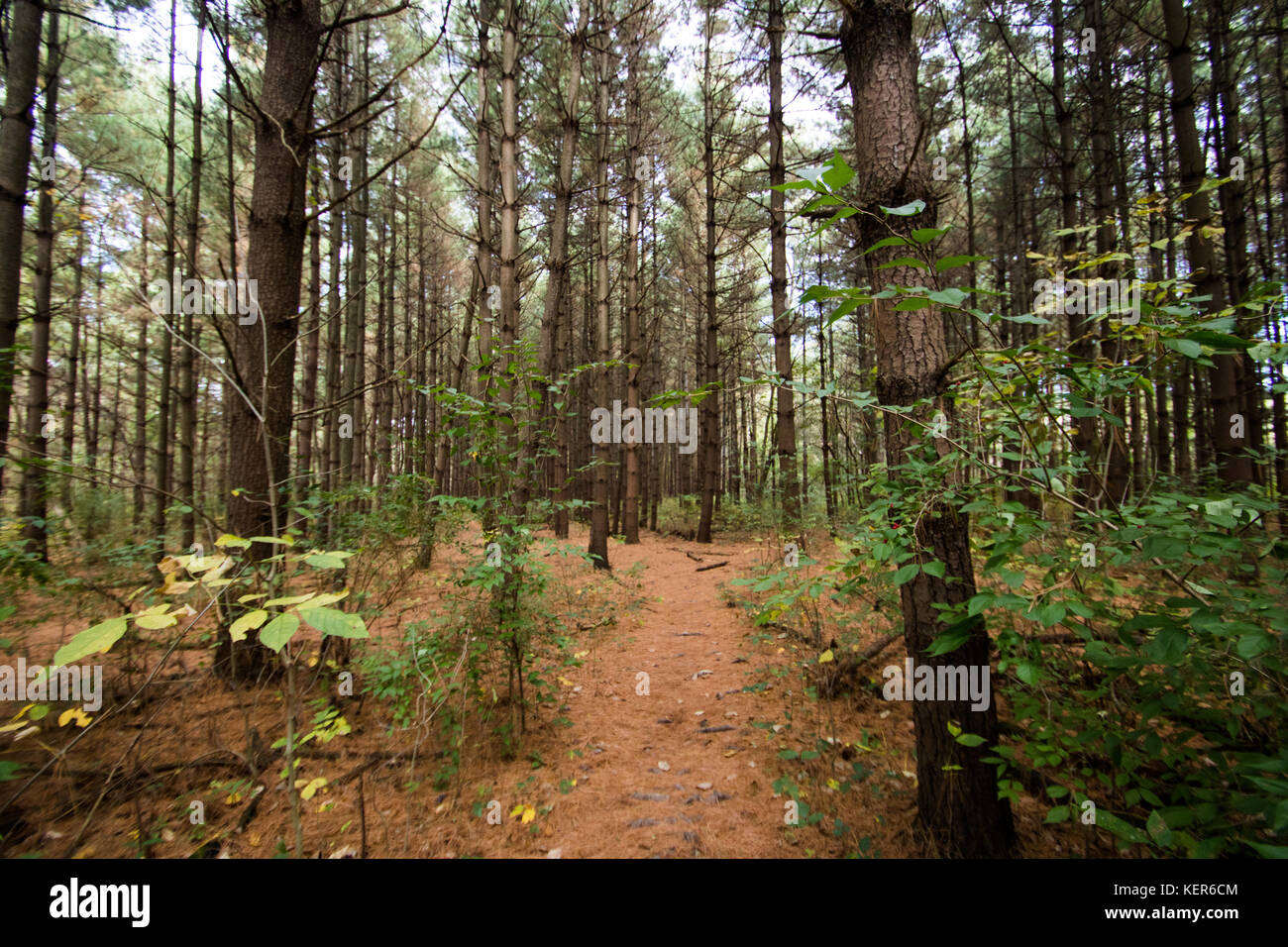 Evergreen Forest in Ohio Stock Photo - Alamy
