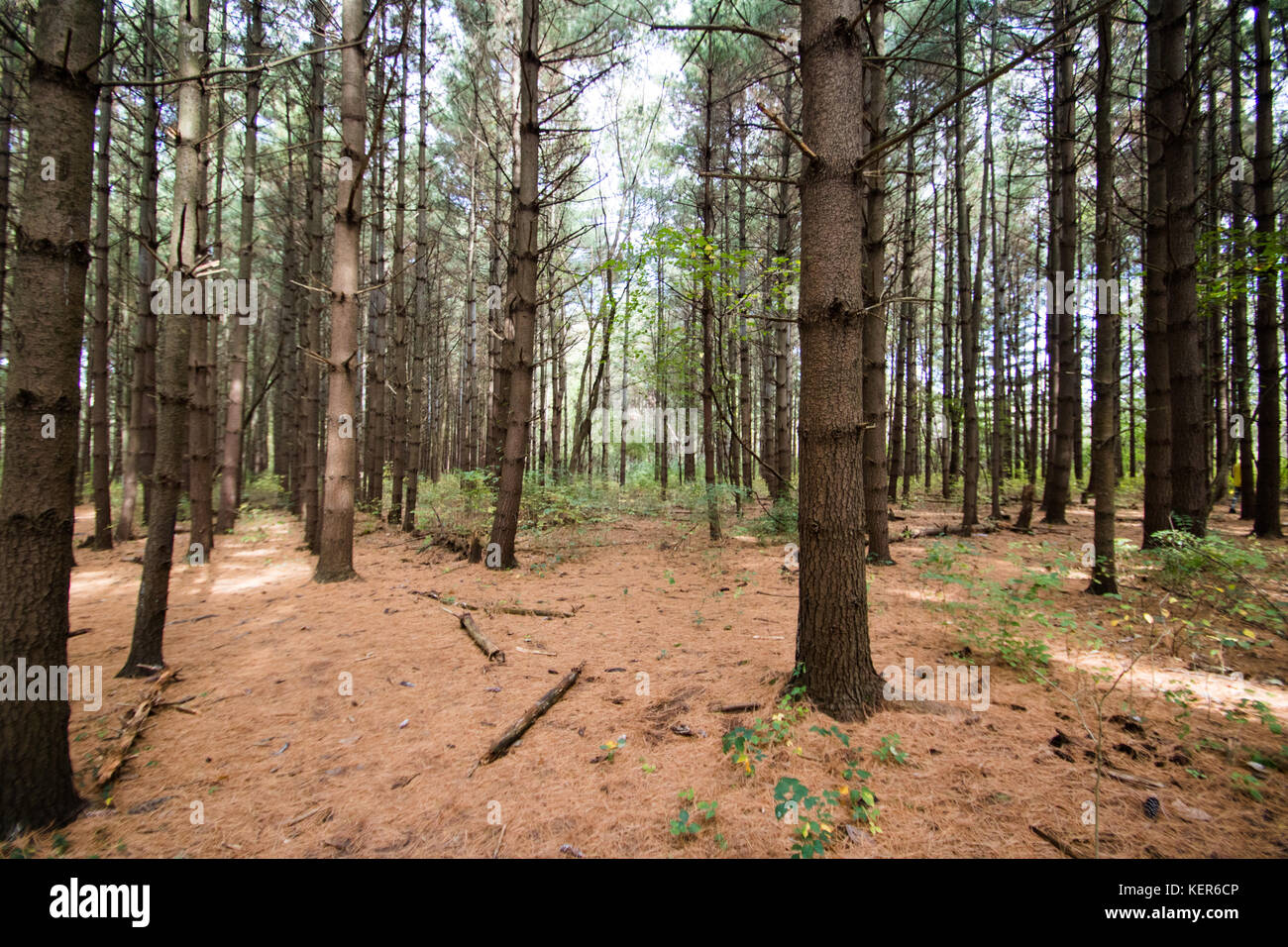 Evergreen Forest in Ohio Stock Photo - Alamy