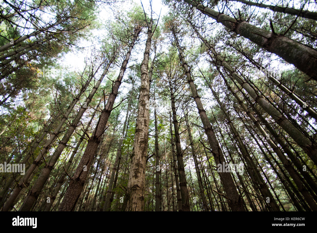 Evergreen Forest in Ohio Stock Photo - Alamy