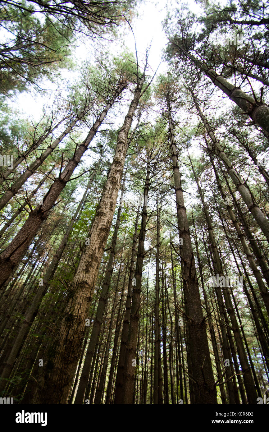 Evergreen Forest in Ohio Stock Photo - Alamy