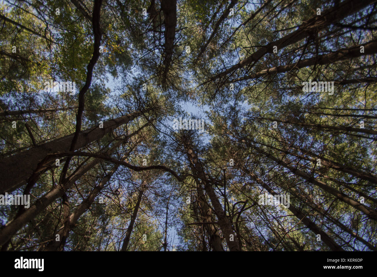 Evergreen Forest in Ohio Stock Photo - Alamy