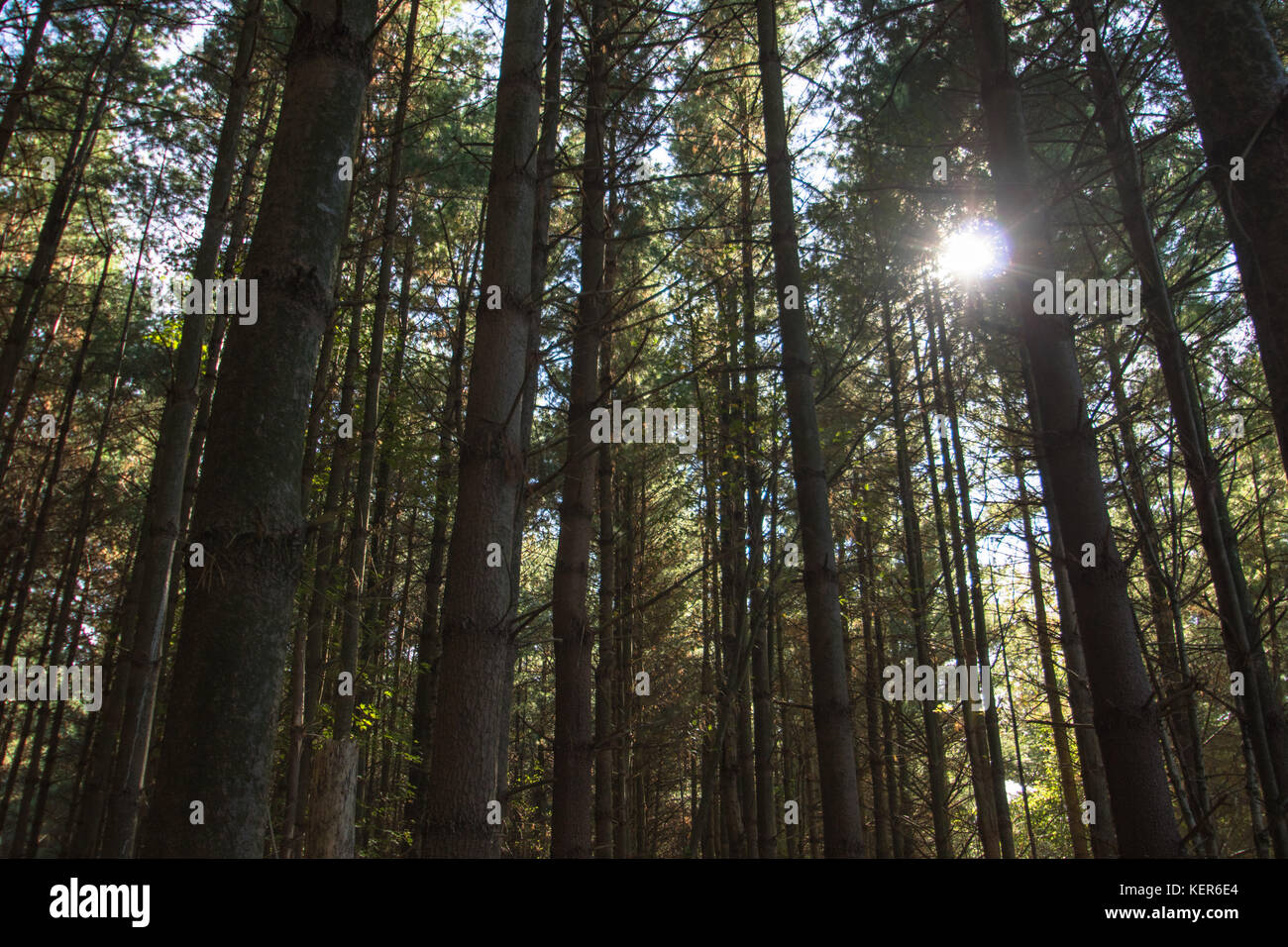 Evergreen Forest in Ohio Stock Photo - Alamy