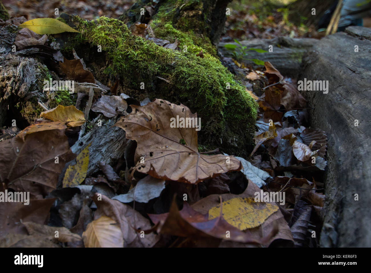 Off-path in Autumn Stock Photo - Alamy