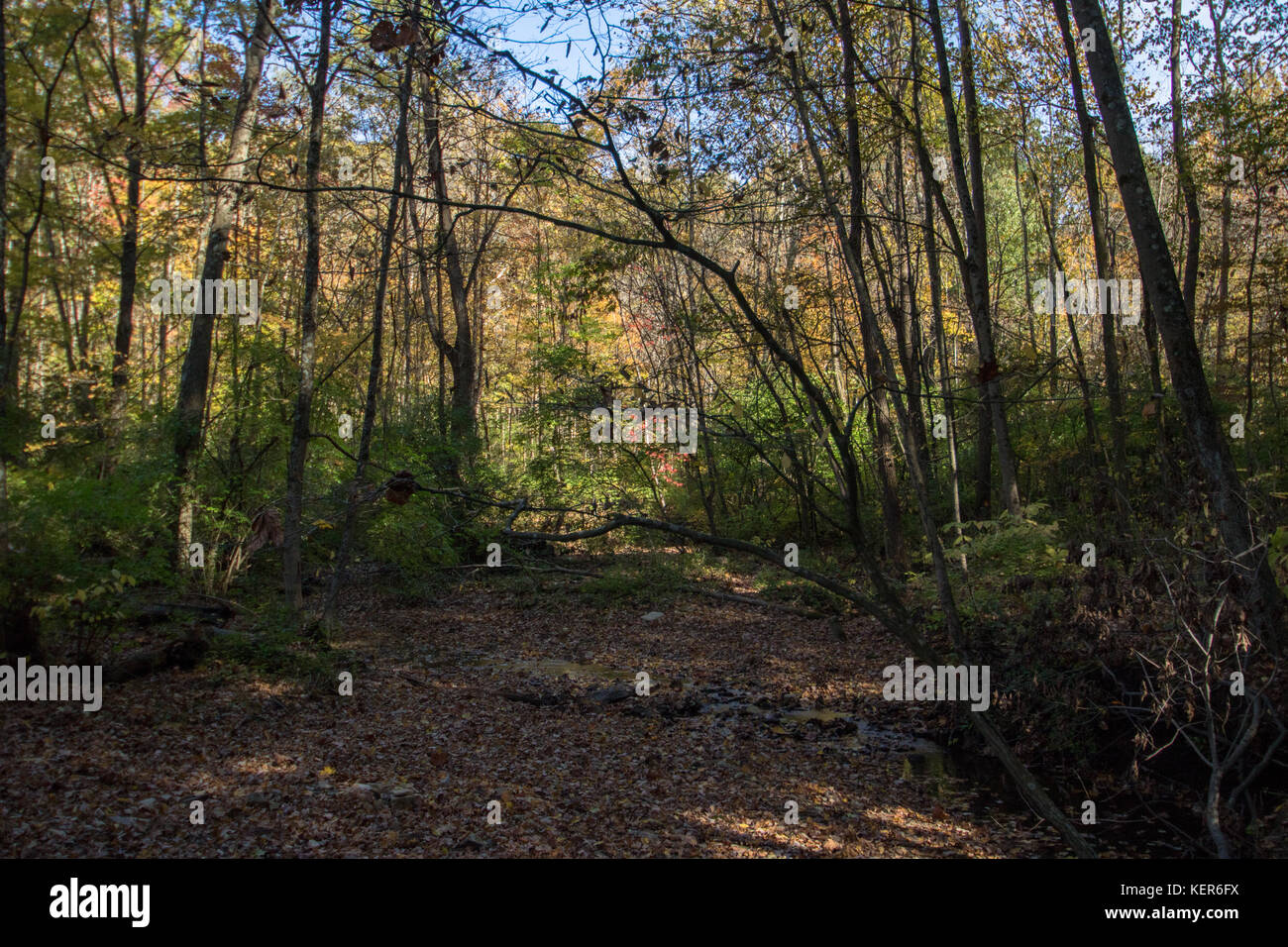Off-path in Autumn Stock Photo - Alamy