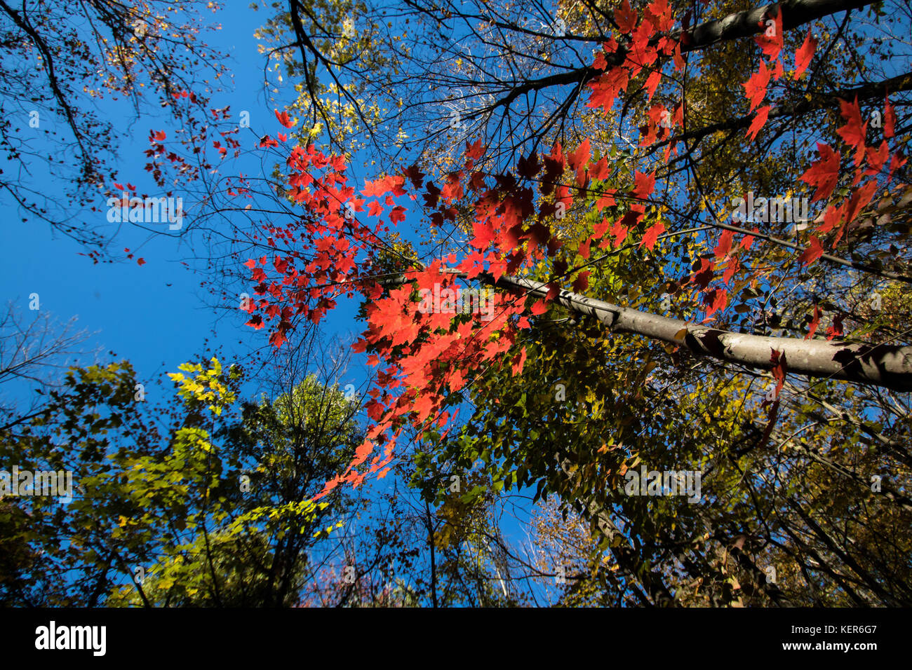 Off-path in Autumn Stock Photo - Alamy