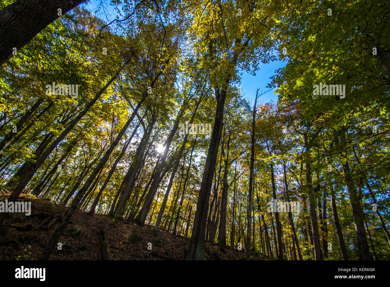 Off-path in Autumn Stock Photo - Alamy
