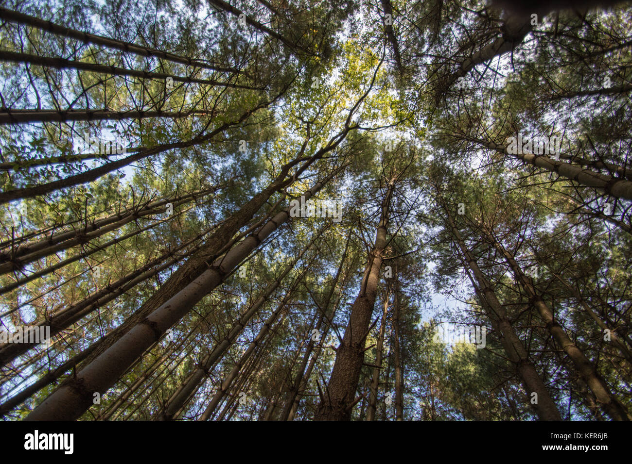 Evergreen Forest in Ohio Stock Photo - Alamy
