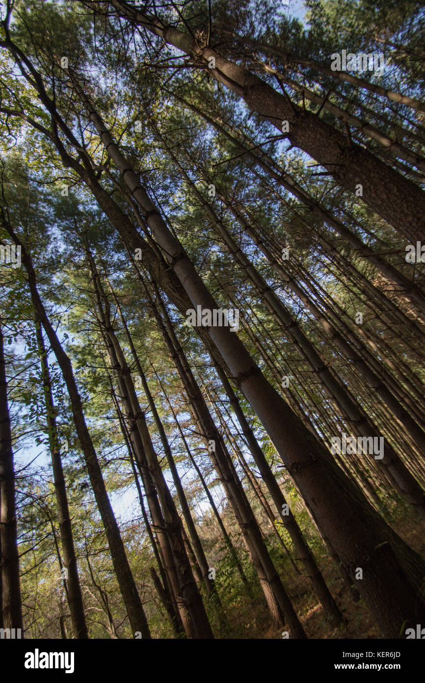 Evergreen Forest in Ohio Stock Photo - Alamy