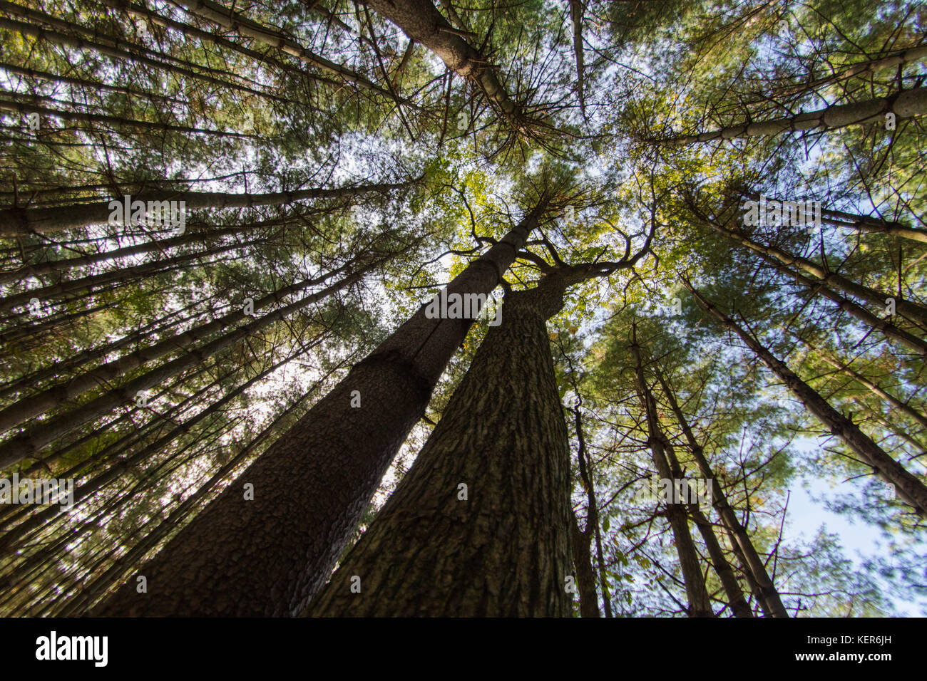 Evergreen Forest in Ohio Stock Photo - Alamy