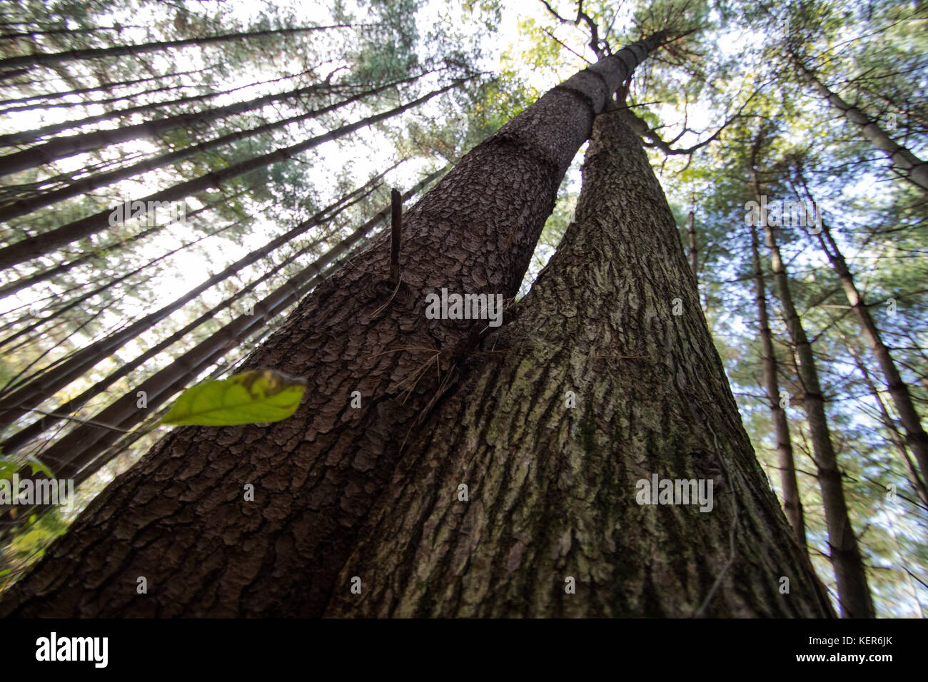 Evergreen Forest in Ohio Stock Photo - Alamy