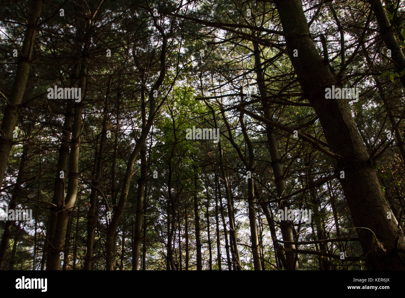 Evergreen Forest in Ohio Stock Photo - Alamy