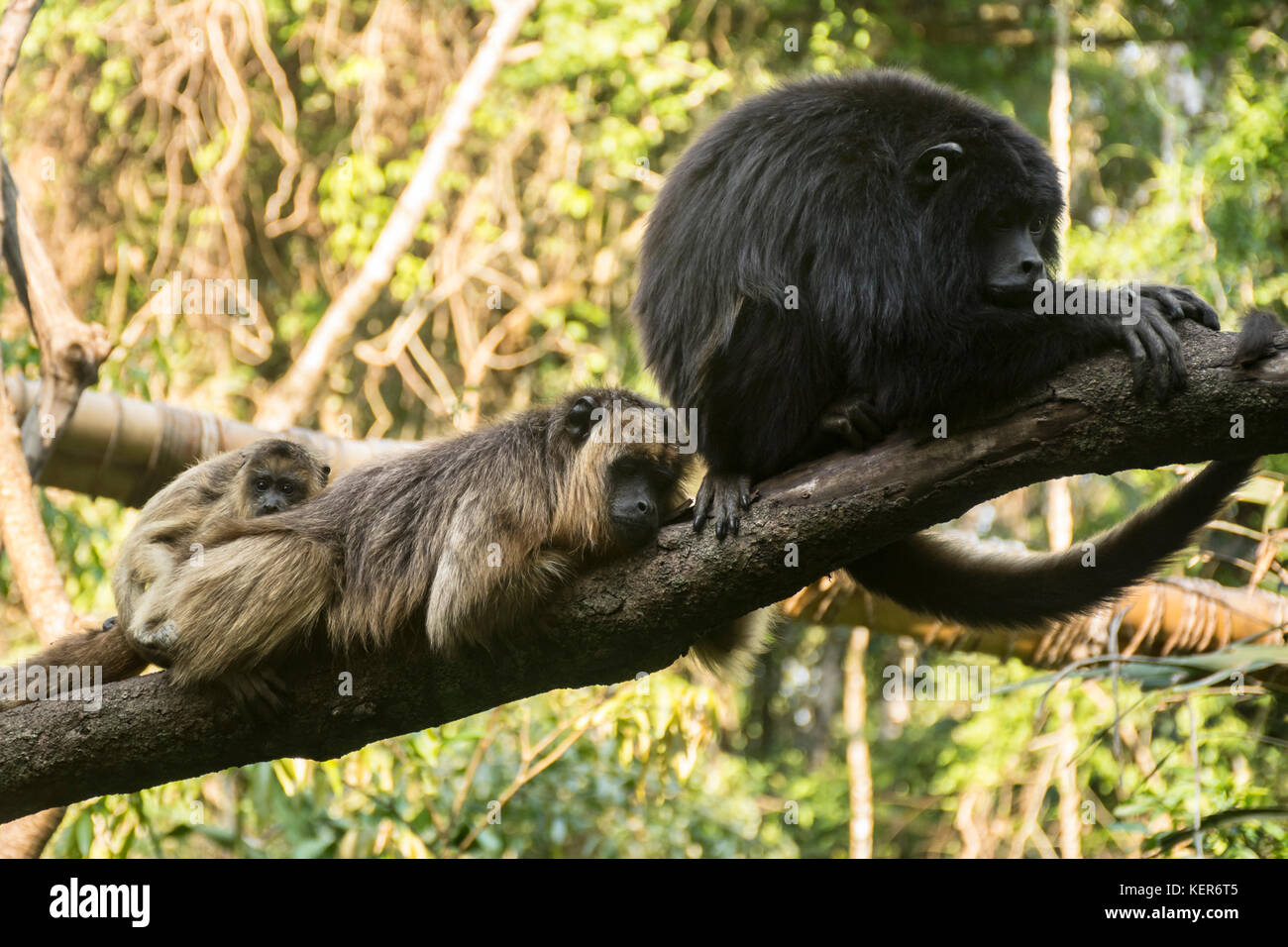 Black and gold howler monkey hi-res stock photography and images - Alamy