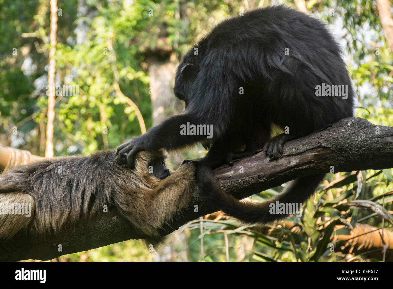 Black howler monkey couple (Alouatta caraya), male and female, on a ...