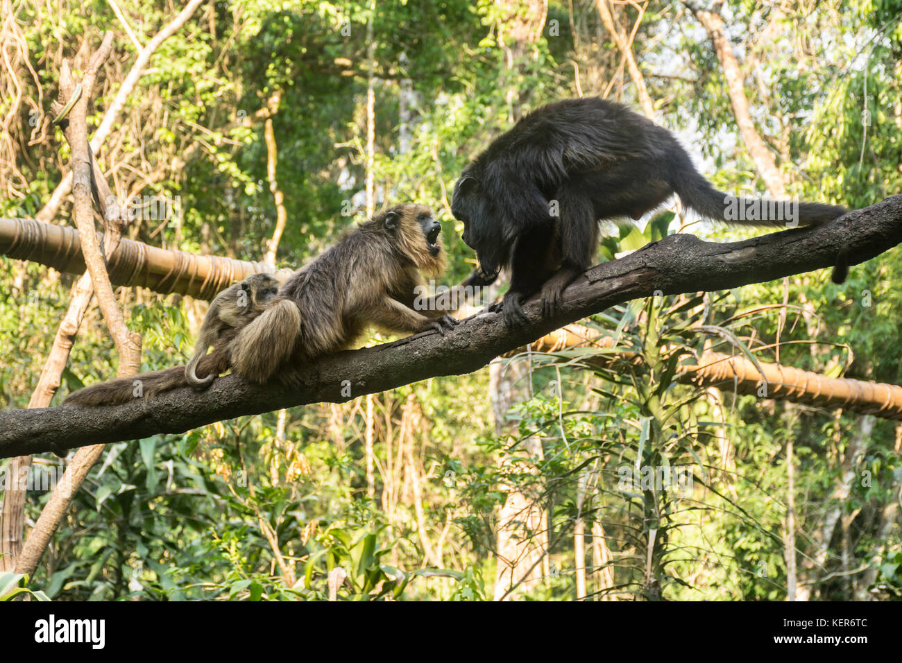 Black monkey family hi-res stock photography and images - Alamy